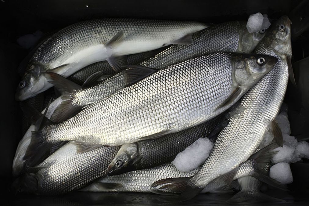 Whitefish are on brink in Michigan. Can they learn to love rivers to survive Bridge Michigan